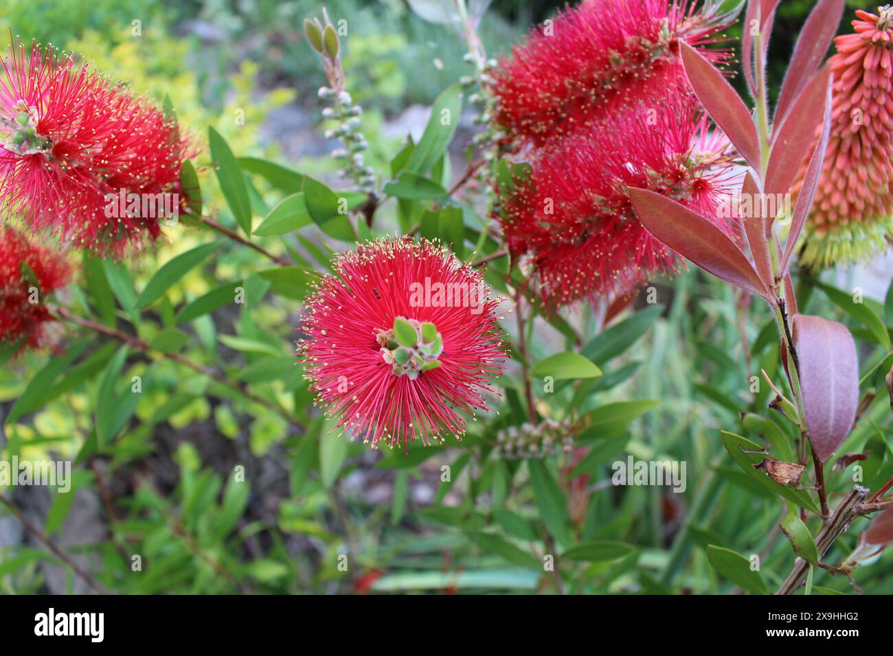 Bottlebrush plant red flowers spring bloom Stock Photo - Alamy