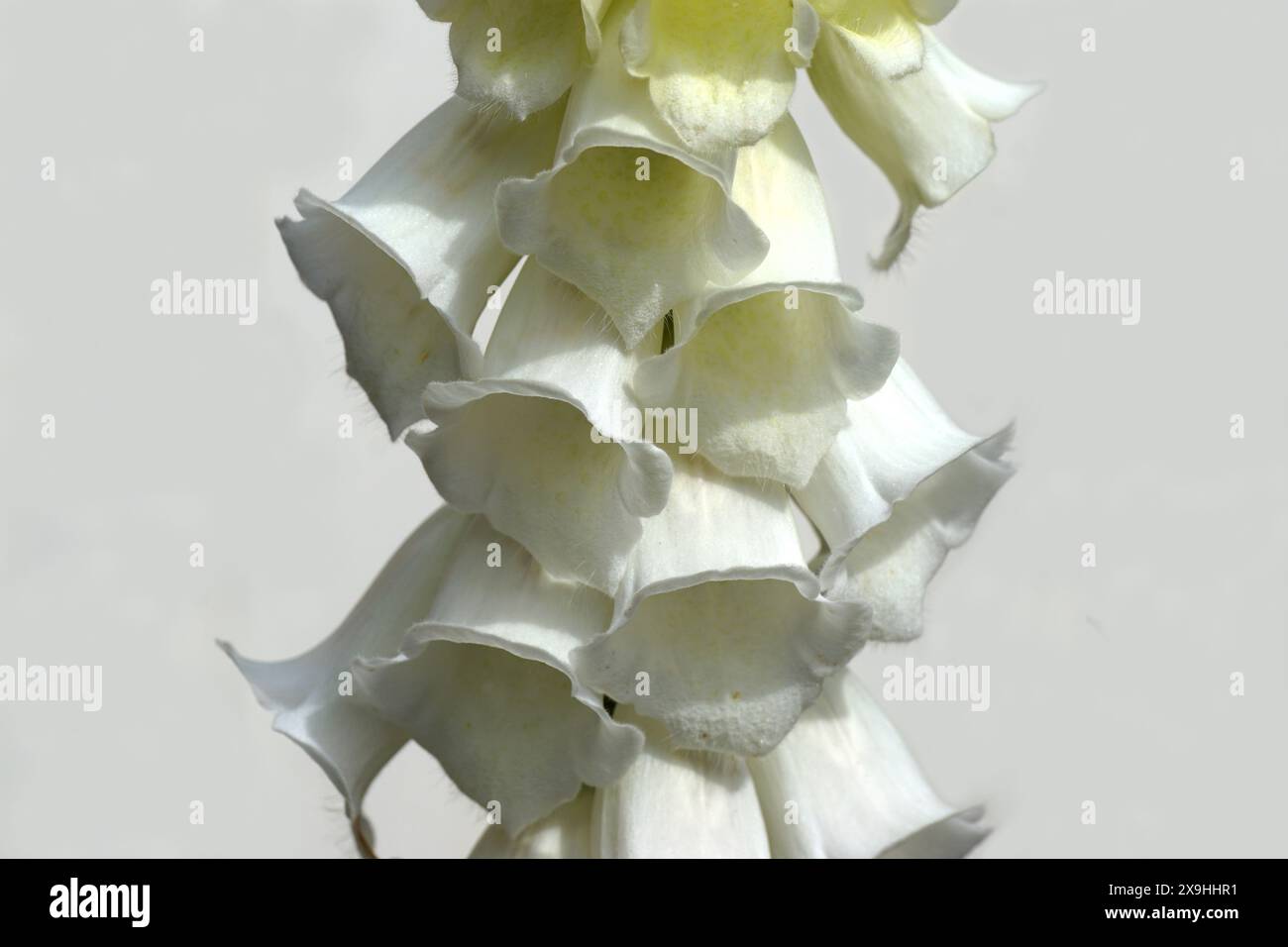 Closeup white flowering foxglove (Digitalis), plantain family ...