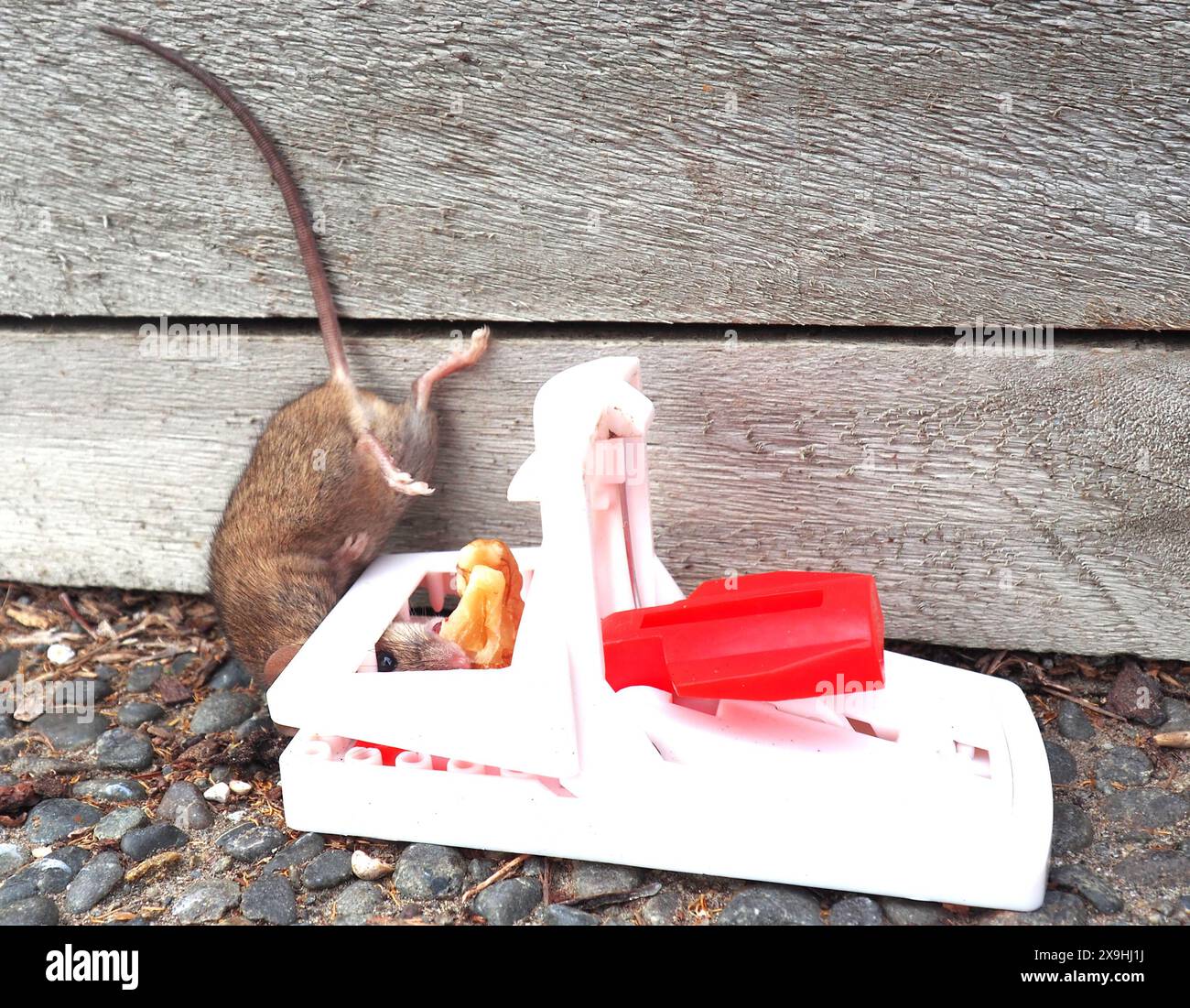 Mouse head grabbing walnut hi-res stock photography and images - Alamy