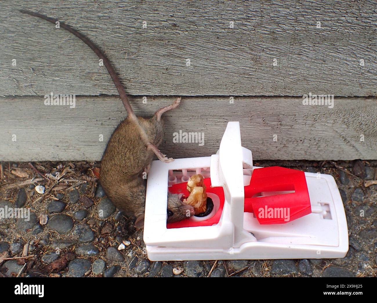 A mouse caught and upended in a snap trap with its jaws still around ...