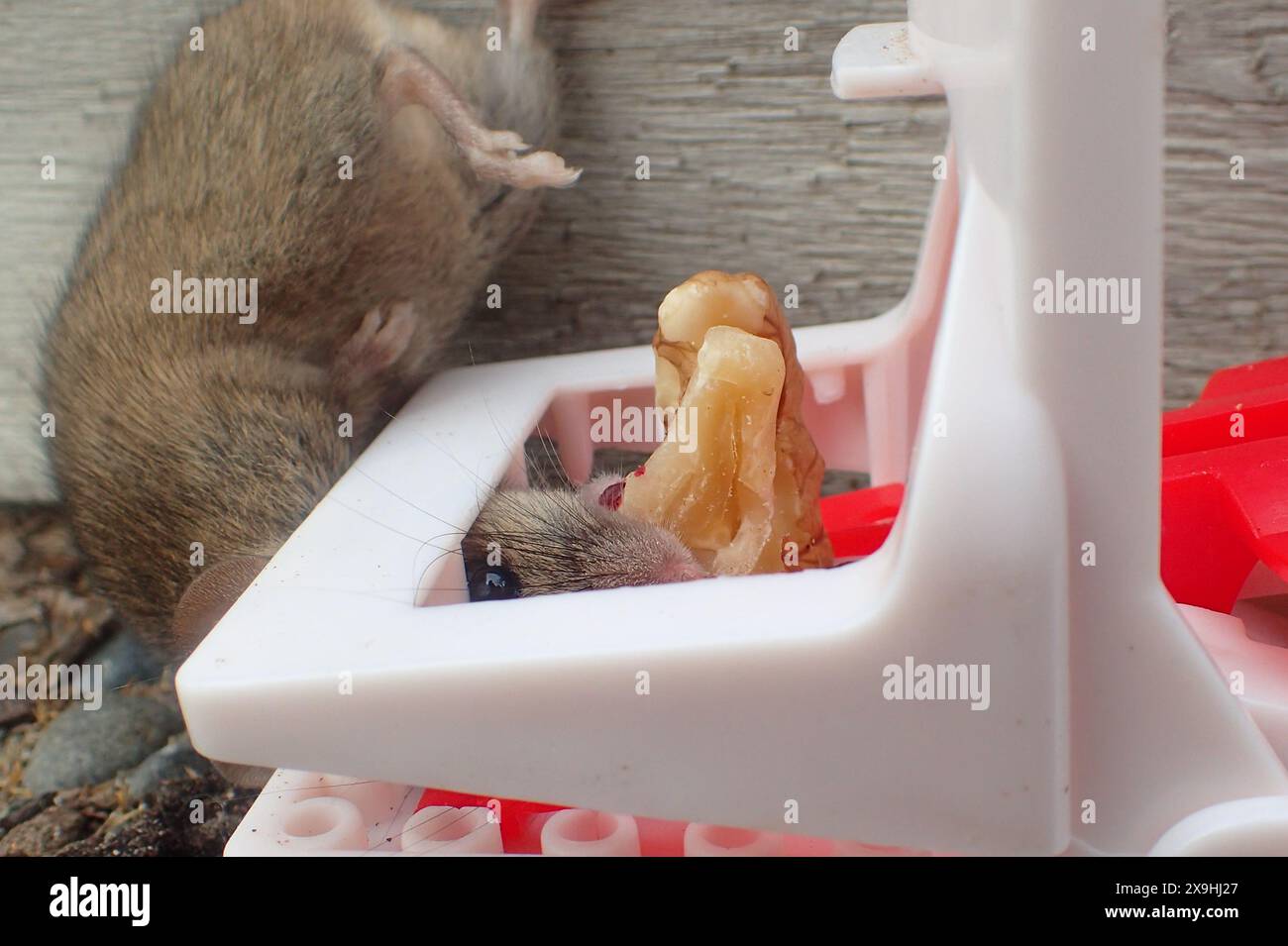 A mouse caught and upended in a snap trap with its jaws still around ...