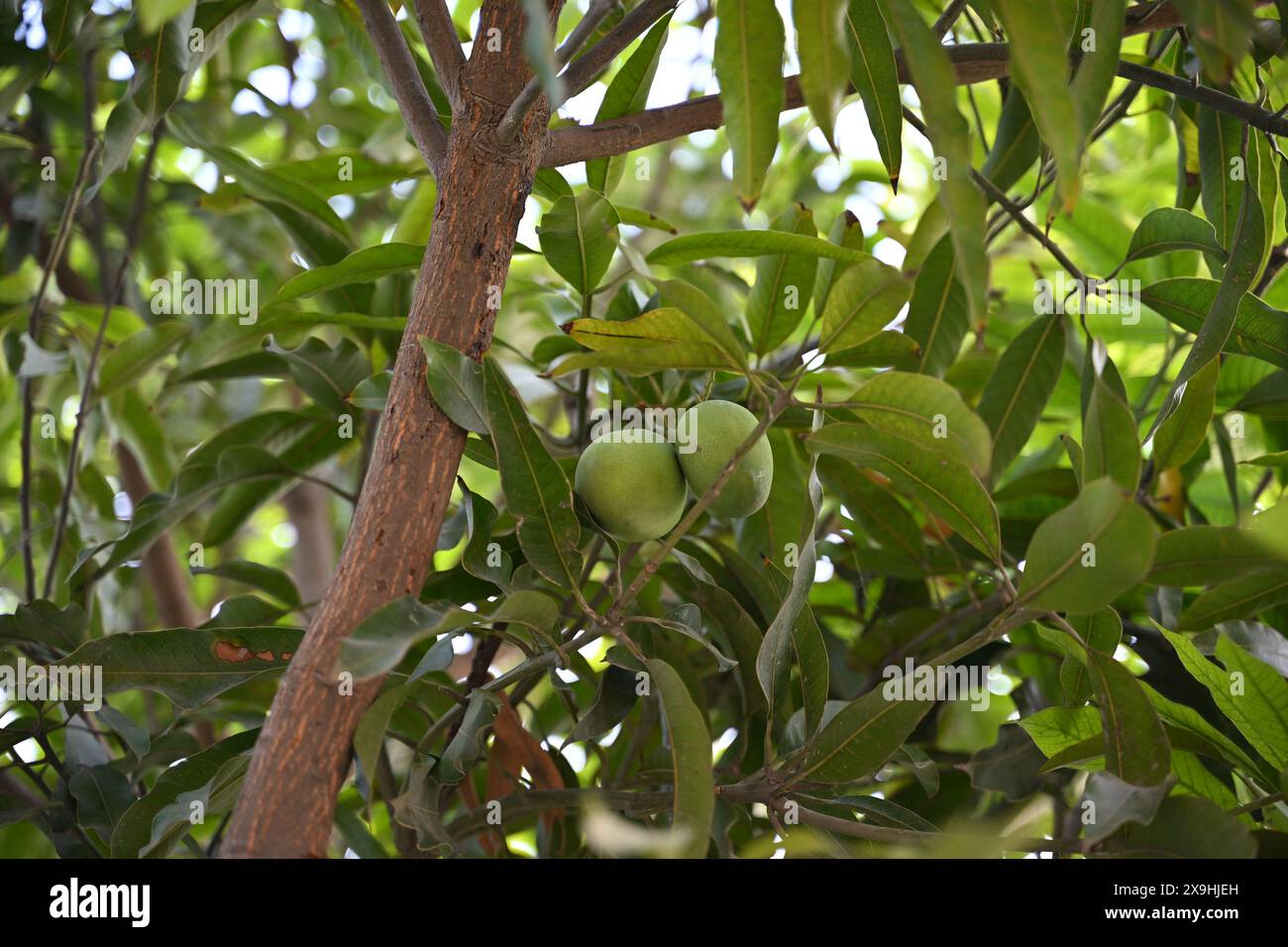 High quality image of a full-grown mango tree bathed in warm sunlight ...