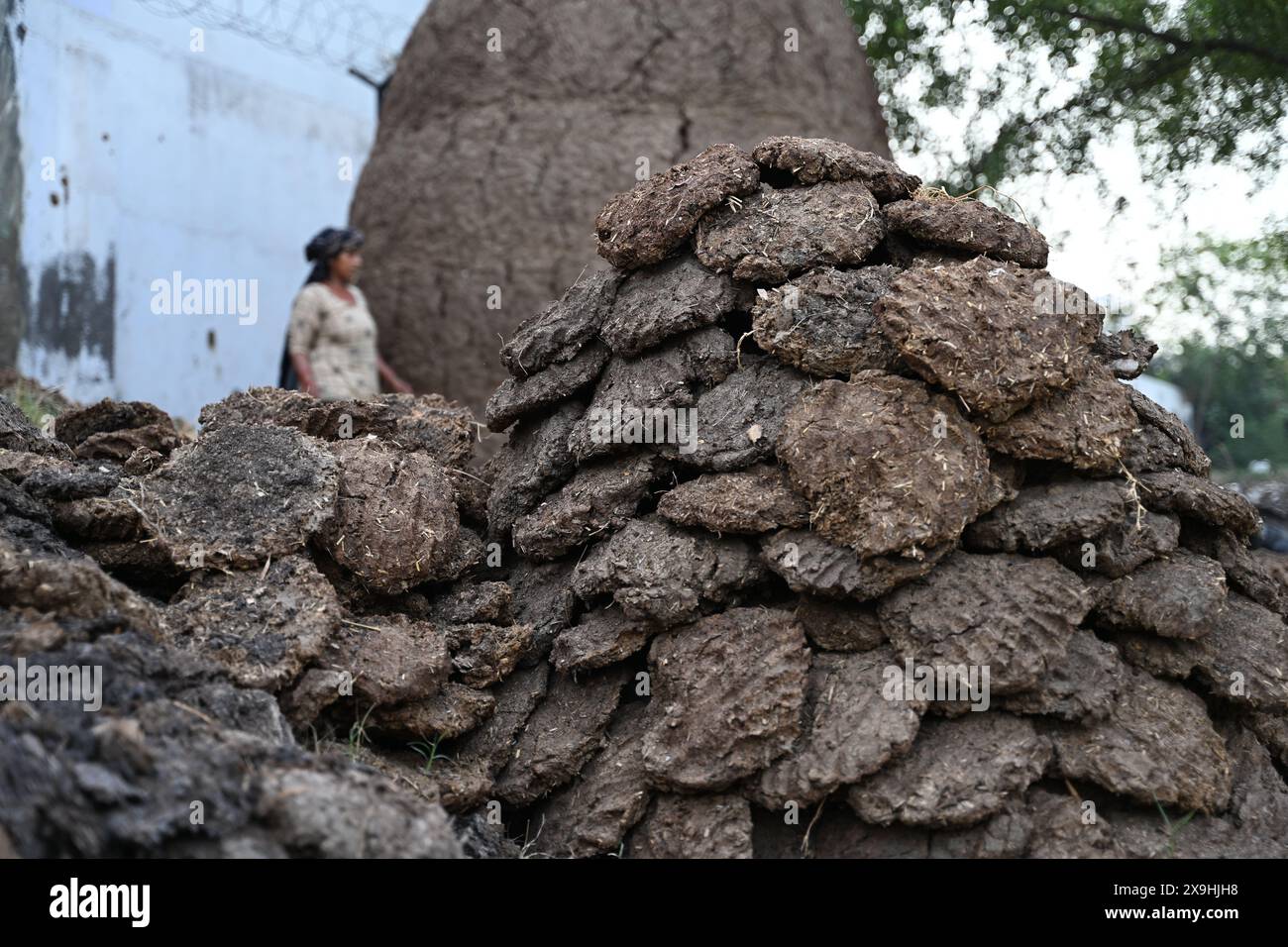 This high-resolution image showcases cow dung cakes, a traditional and ...