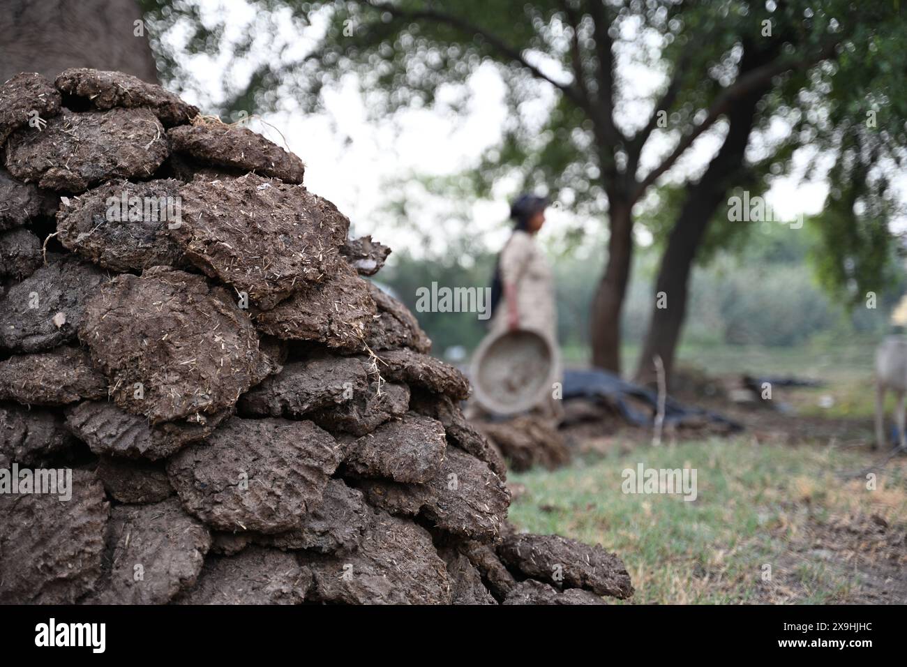 This high-resolution image showcases cow dung cakes, a traditional and ...