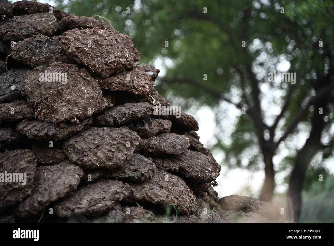 This high-resolution image showcases cow dung cakes, a traditional and ...
