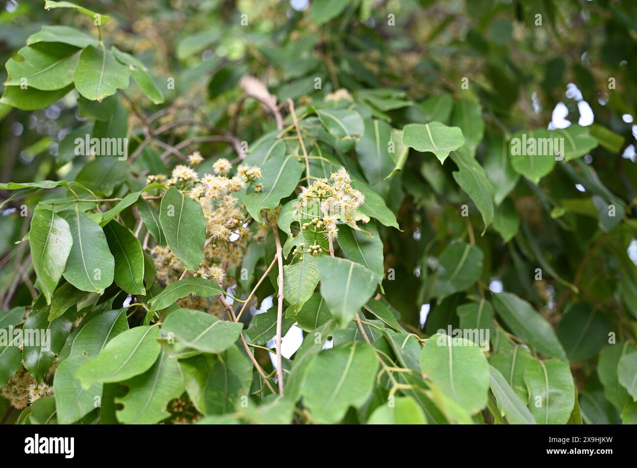 Graceful white blossoms of the Jamun tree (Syzygium cumini) in full ...