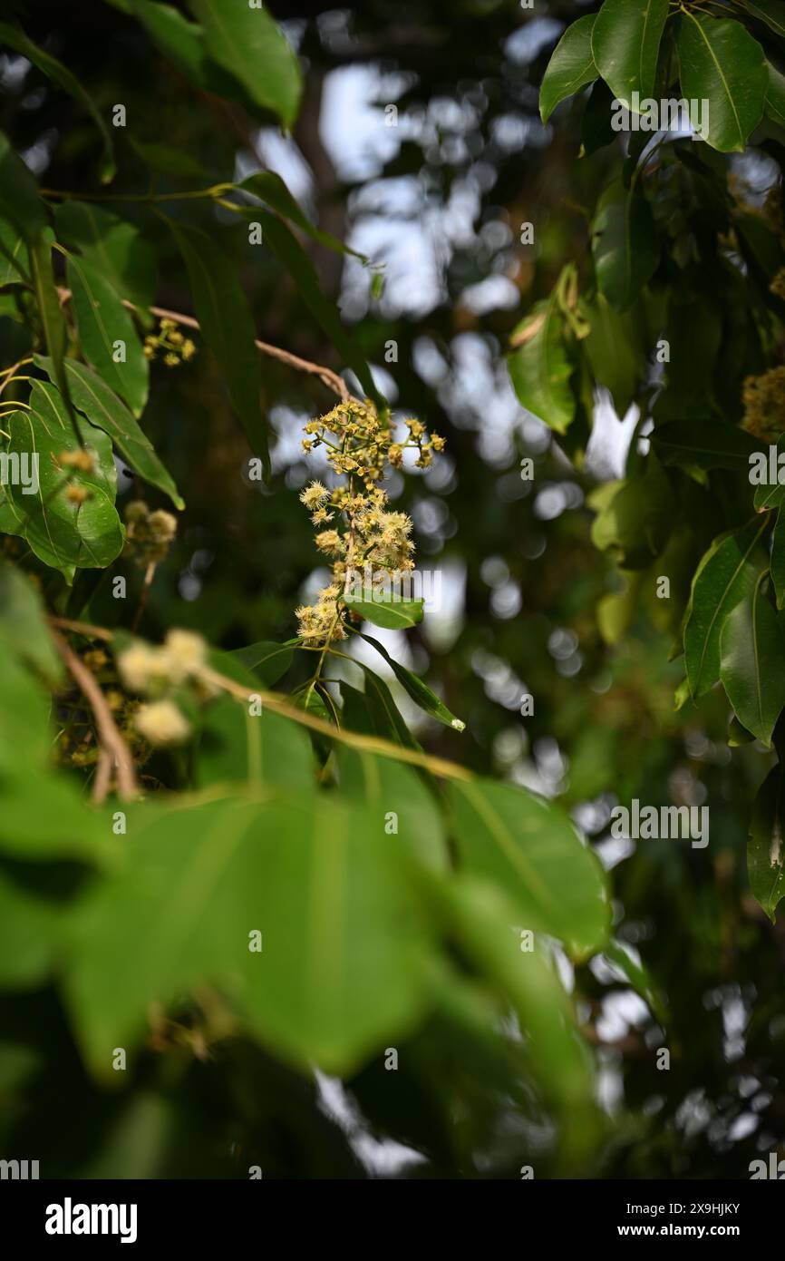 Graceful white blossoms of the Jamun tree (Syzygium cumini) in full ...