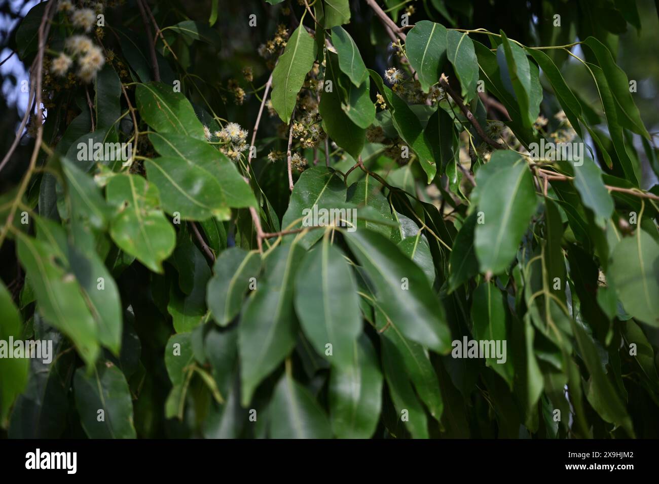 Graceful white blossoms of the Jamun tree (Syzygium cumini) in full ...