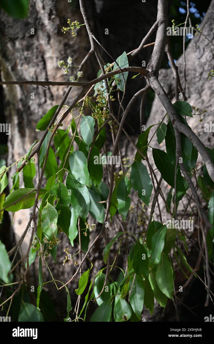 Graceful white blossoms of the Jamun tree (Syzygium cumini) in full ...