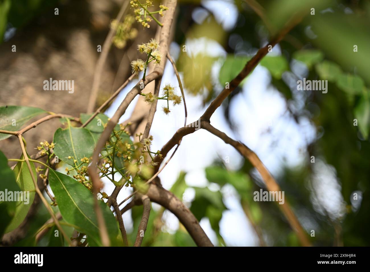 Graceful white blossoms of the Jamun tree (Syzygium cumini) in full ...