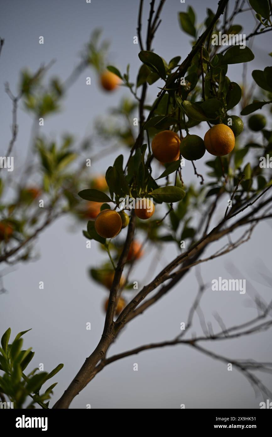 High quality image of : Unveiling the China Orange: A Sweet Citrus ...
