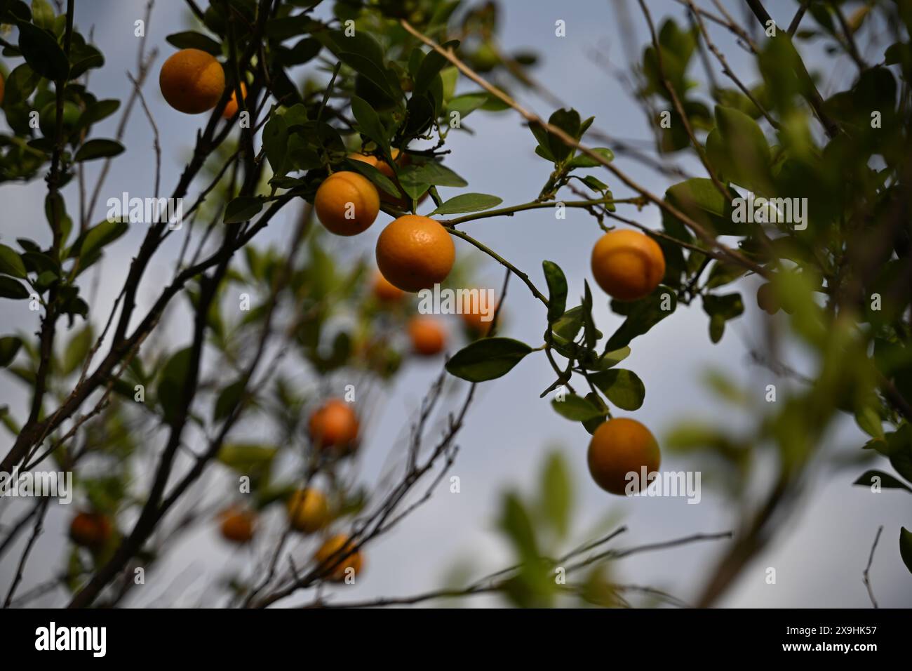 High quality image of : Unveiling the China Orange: A Sweet Citrus ...