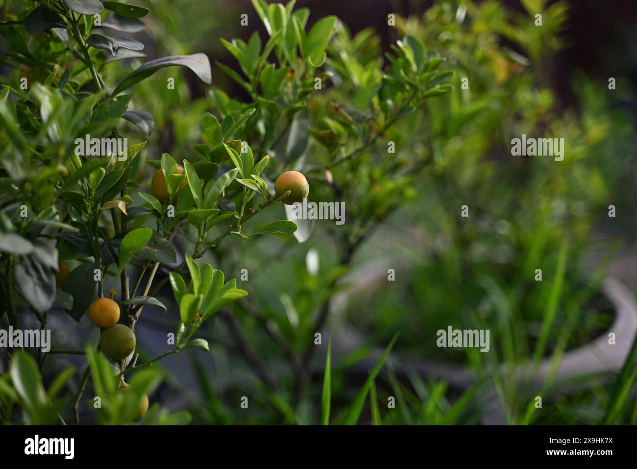 High quality image of : Unveiling the China Orange: A Sweet Citrus ...