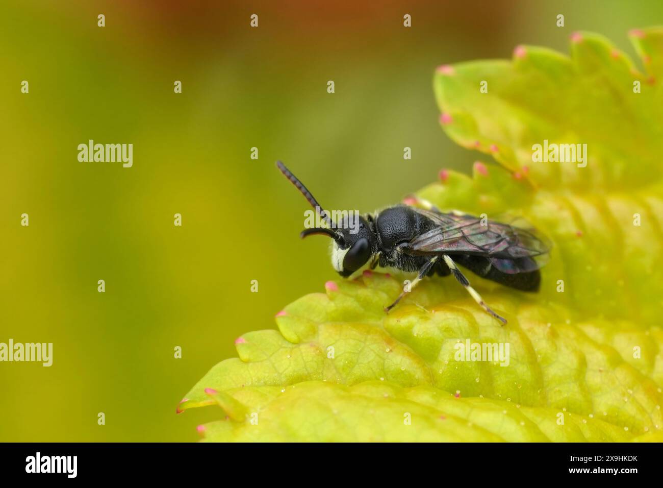 Natural closeup on a hyaline spatulate, masked bee, Hylaeus hyalinatus ...