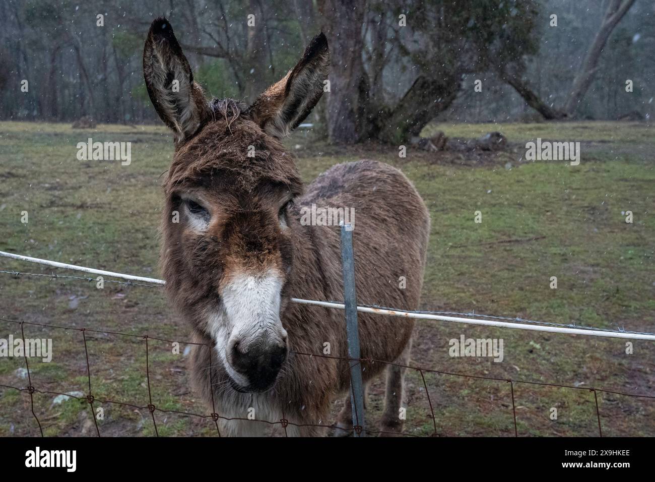 Donkey on a farm in the snow Stock Photo - Alamy