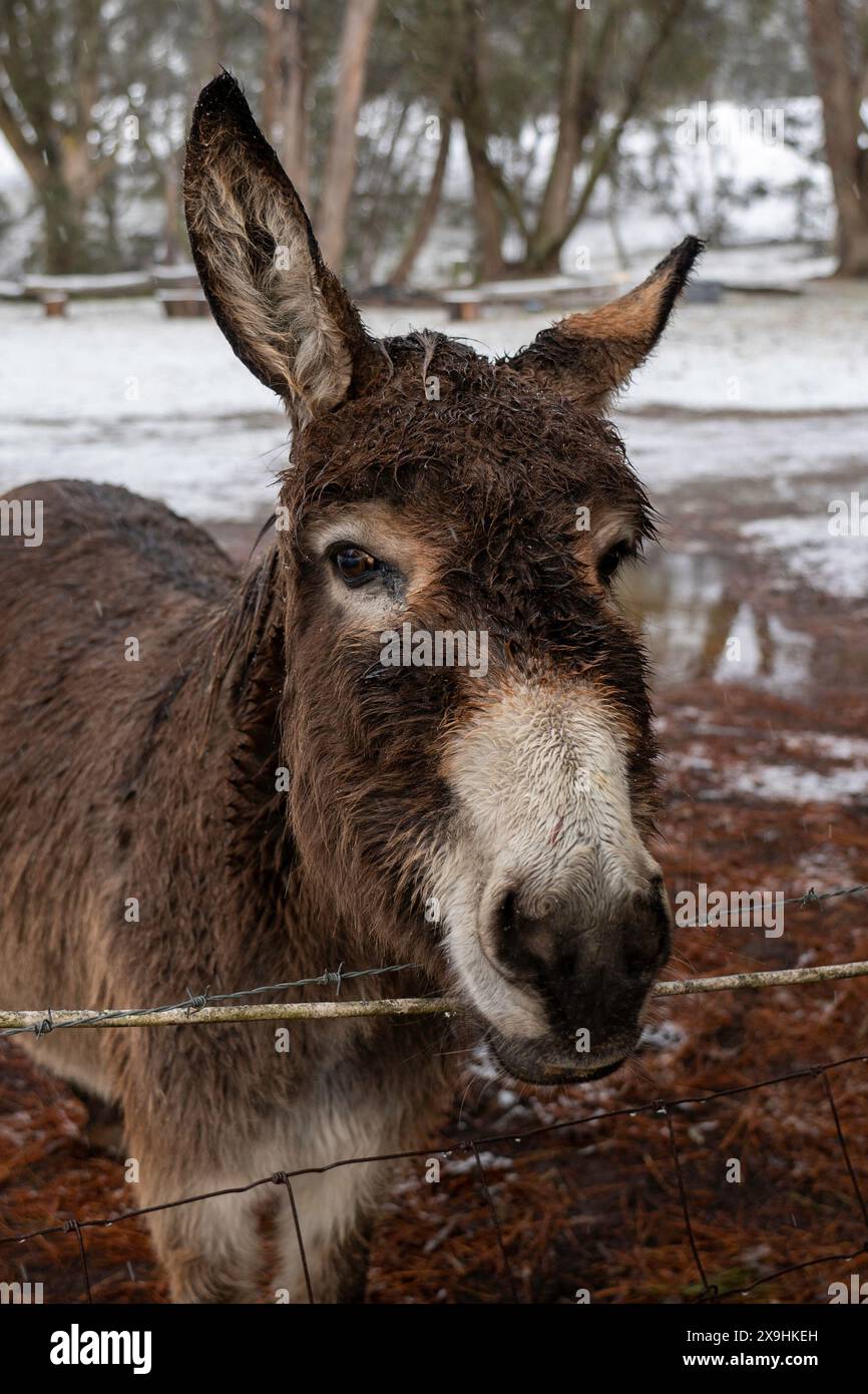 Donkey on a farm in the snow Stock Photo - Alamy