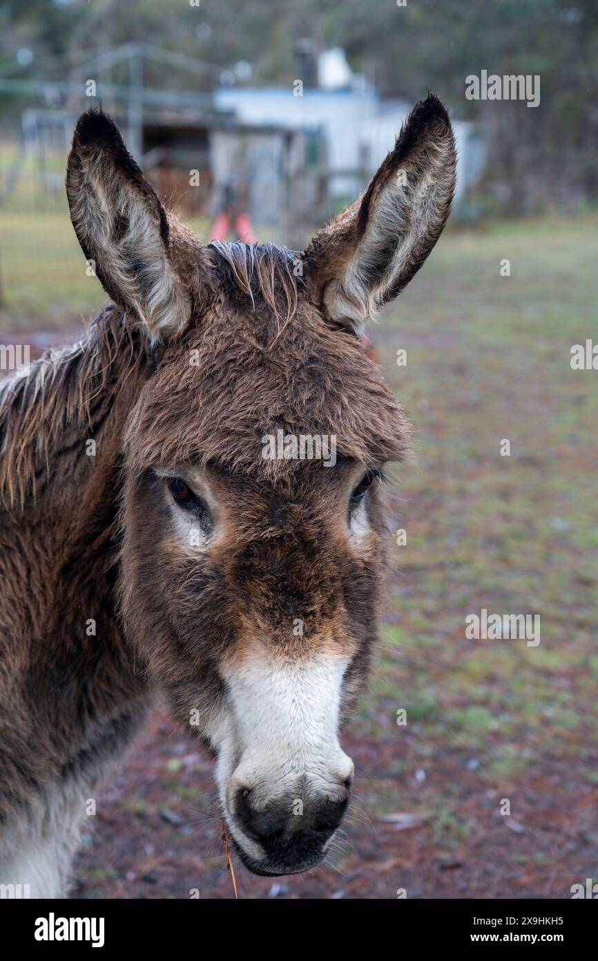 Donkey on a farm in the snow Stock Photo - Alamy