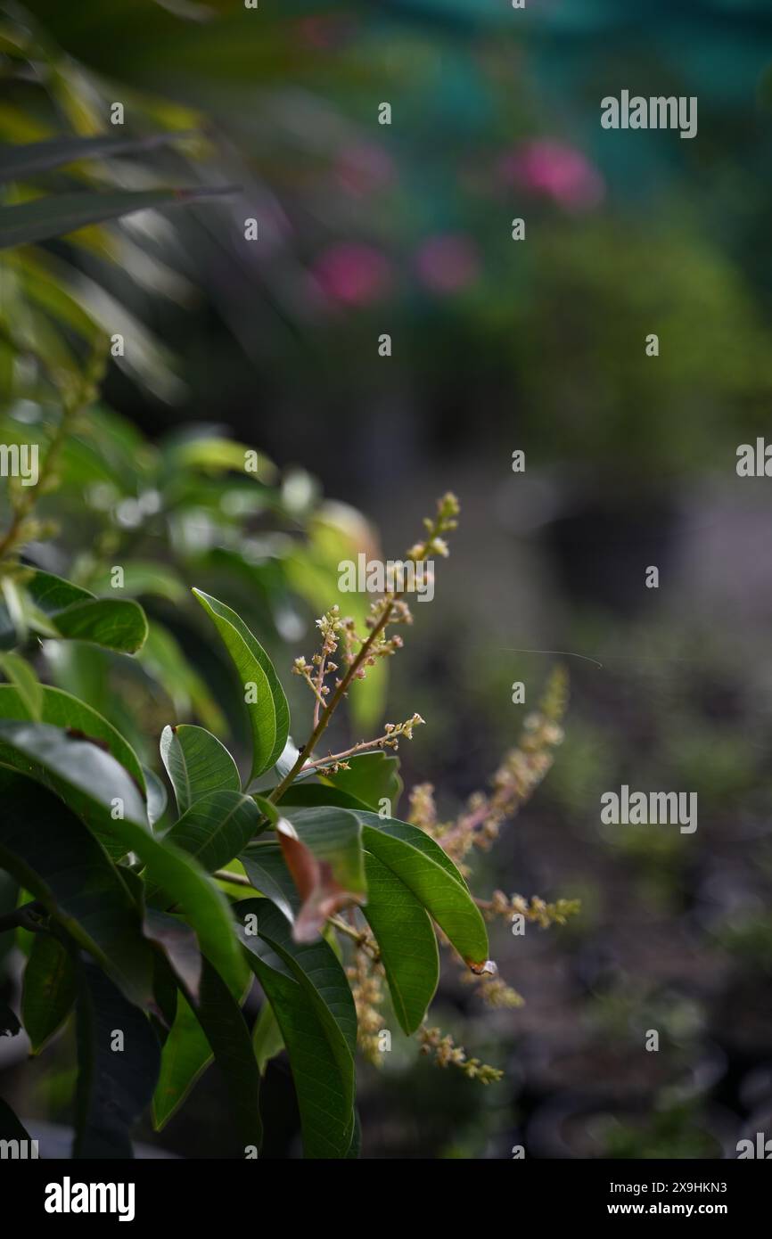 Full mango tree hi-res stock photography and images - Alamy