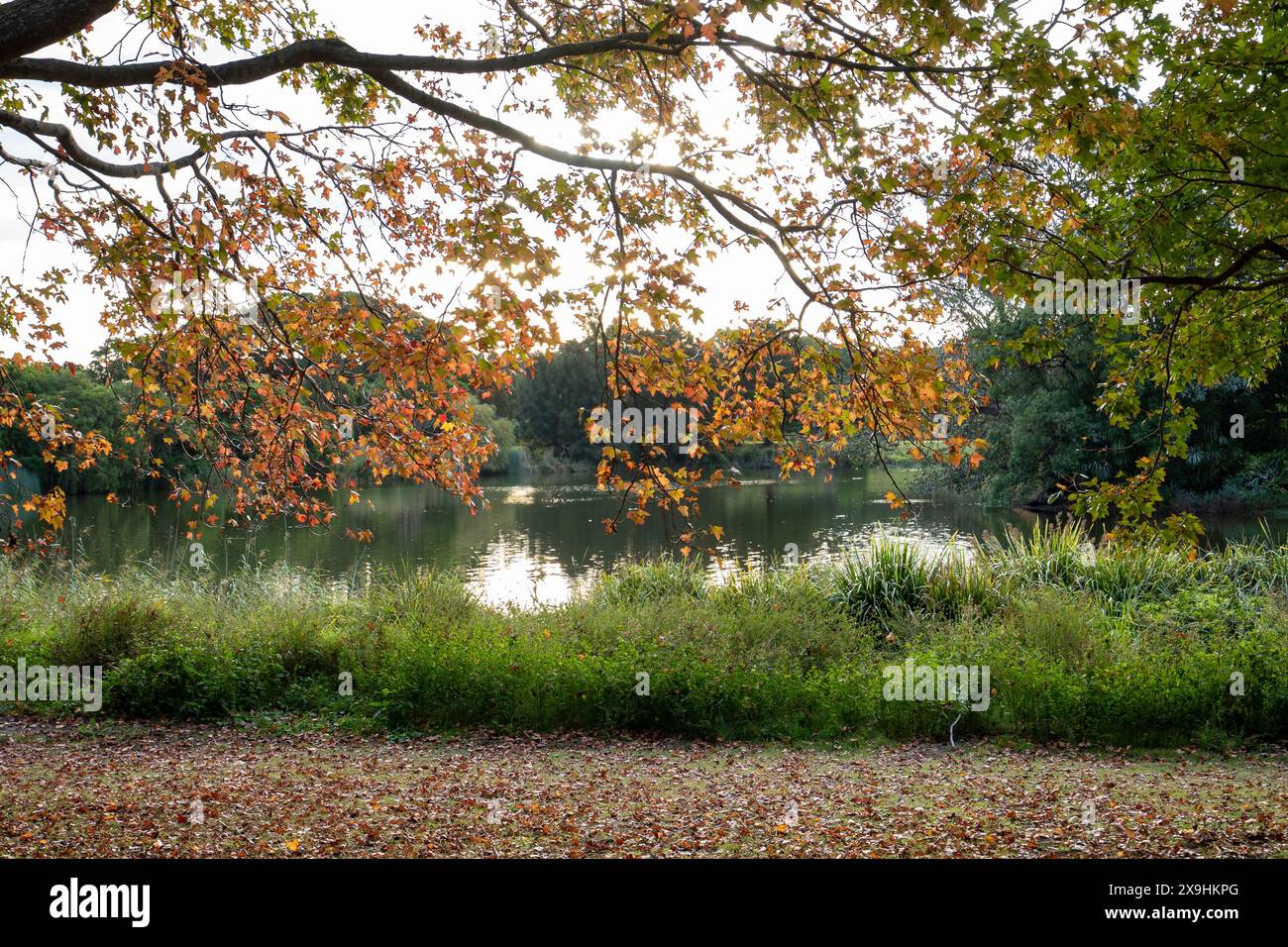 Autumn in Centennial Park in Sydney Australia Stock Photo - Alamy