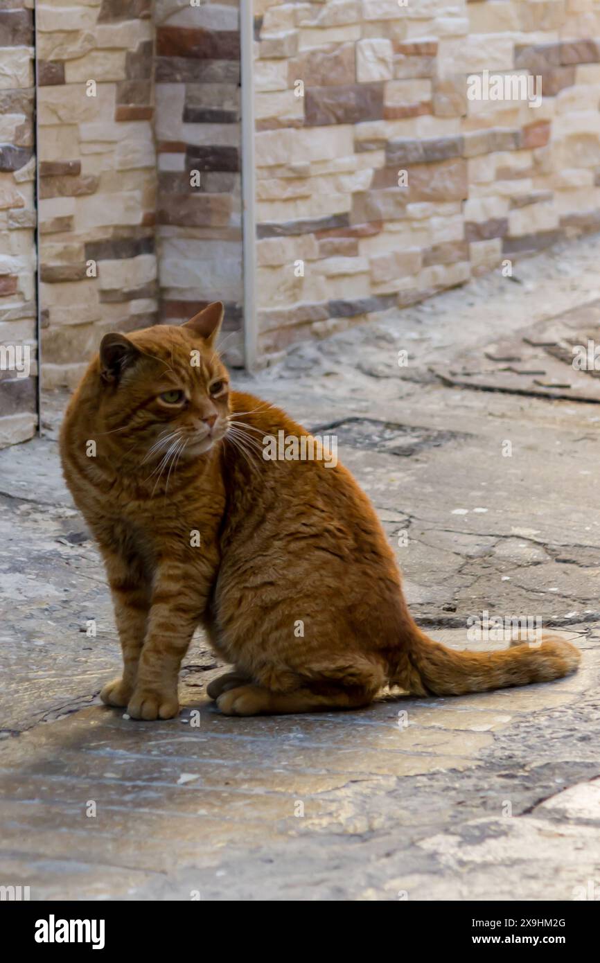 Small street kitten hi-res stock photography and images - Alamy