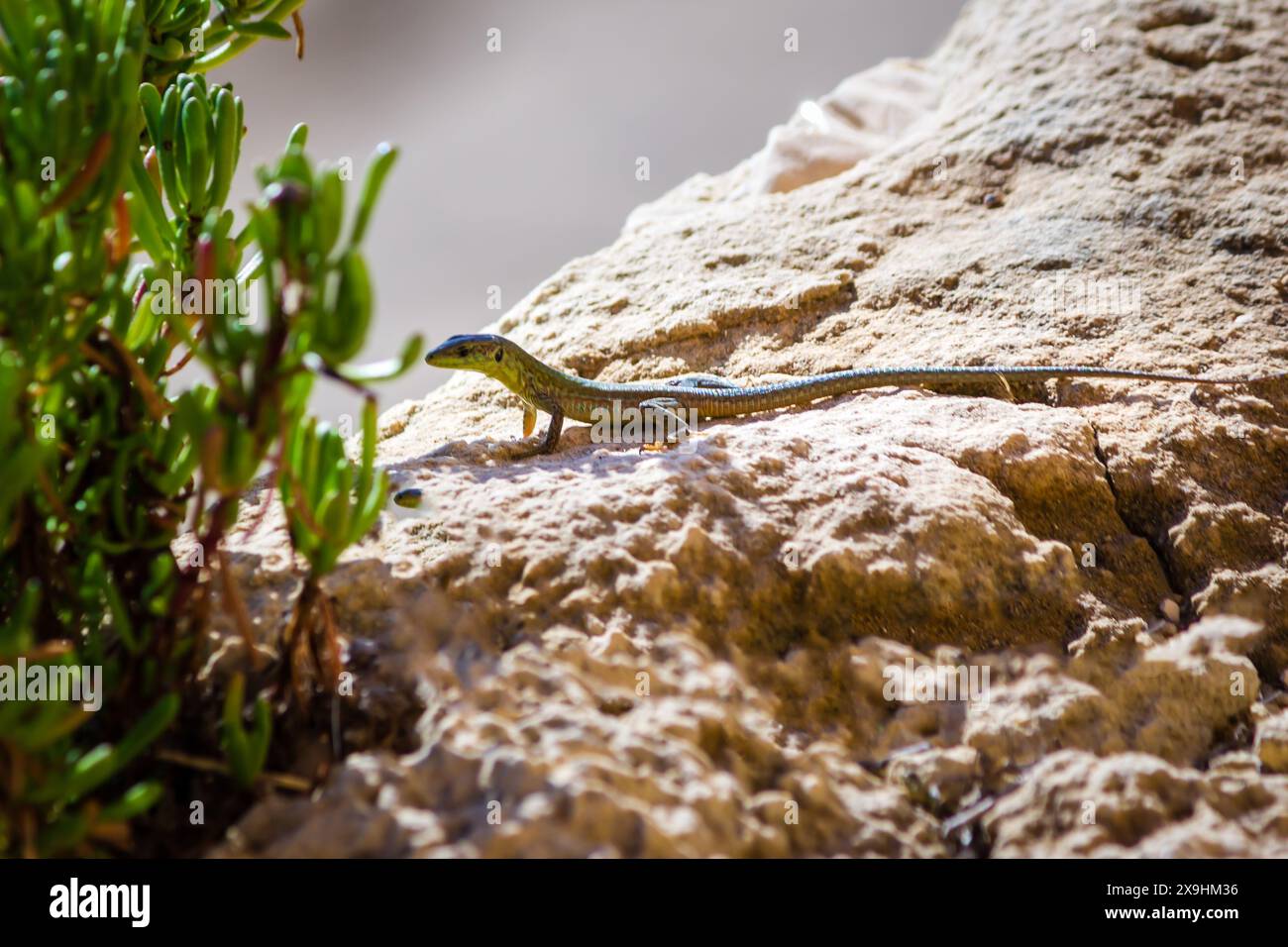 green lizard on the rock Stock Photo - Alamy