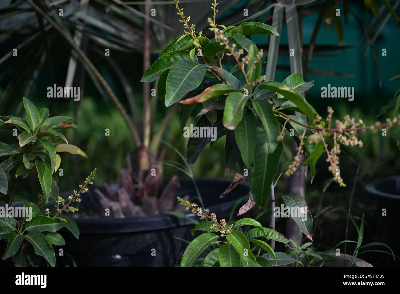 Full mango tree hi-res stock photography and images - Alamy
