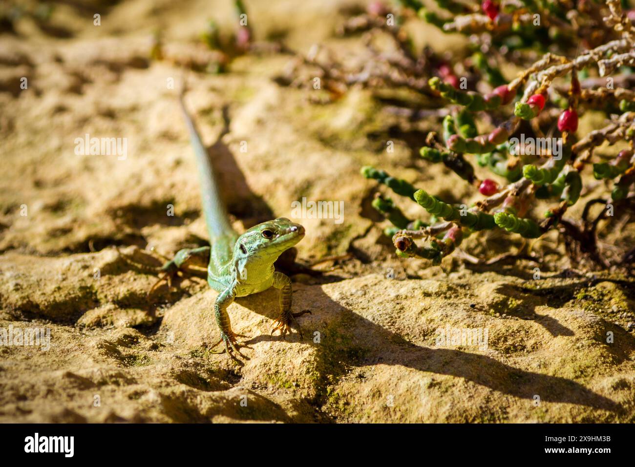 green lizard on the rock Stock Photo - Alamy