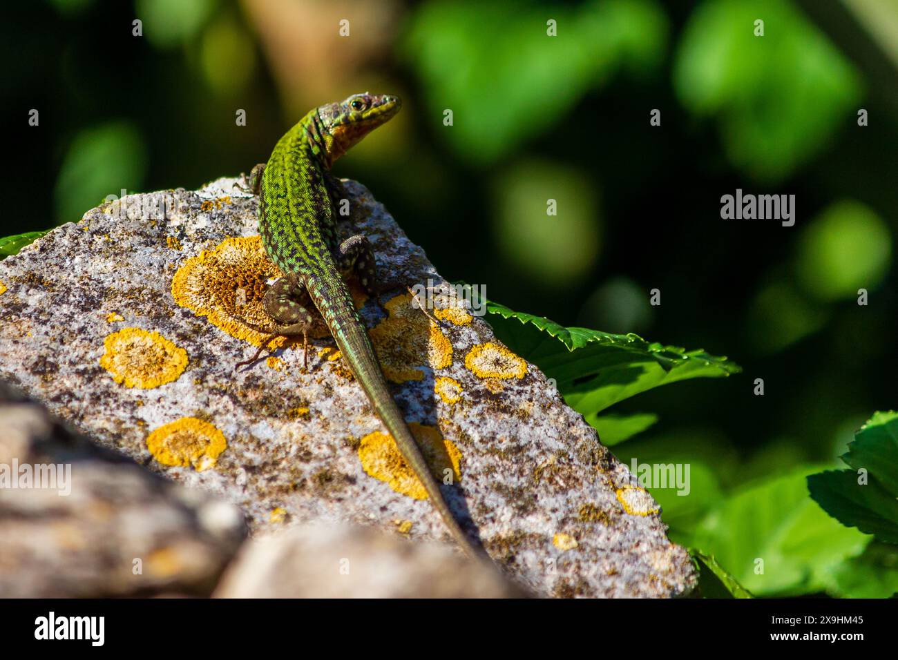 Lizard gecko in nature hi-res stock photography and images - Alamy