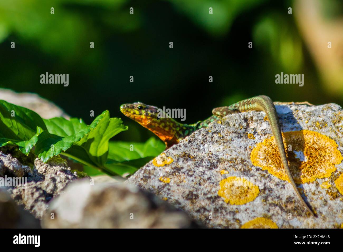 Tropical climate lizard hi-res stock photography and images - Alamy