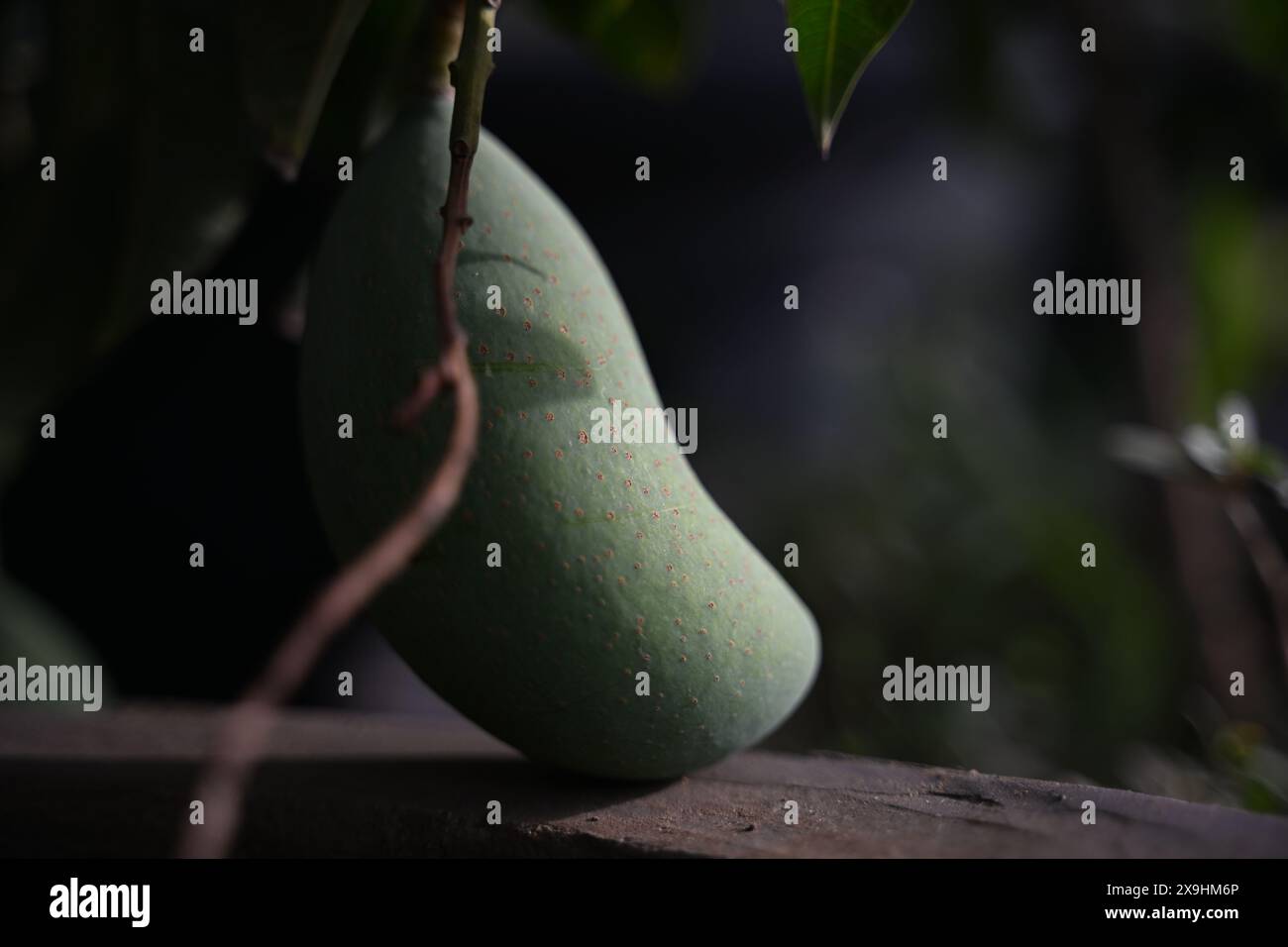 High quality image of a full-grown mango tree bathed in warm sunlight ...