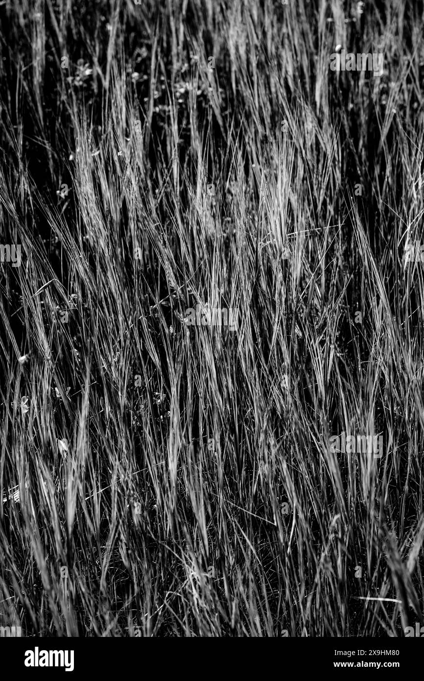 black and white grass background Stock Photo - Alamy