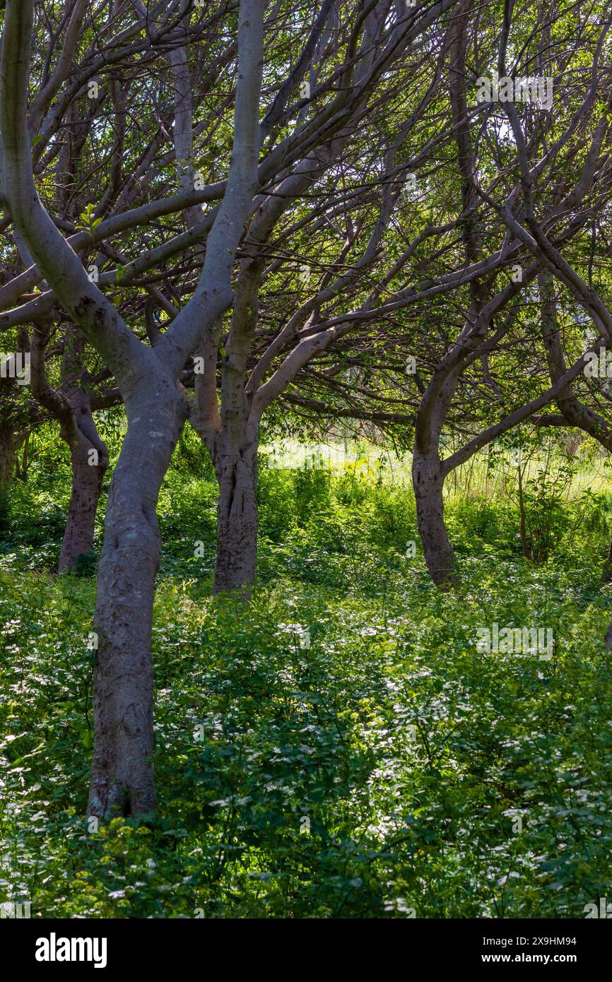 trees in the woods Stock Photo - Alamy
