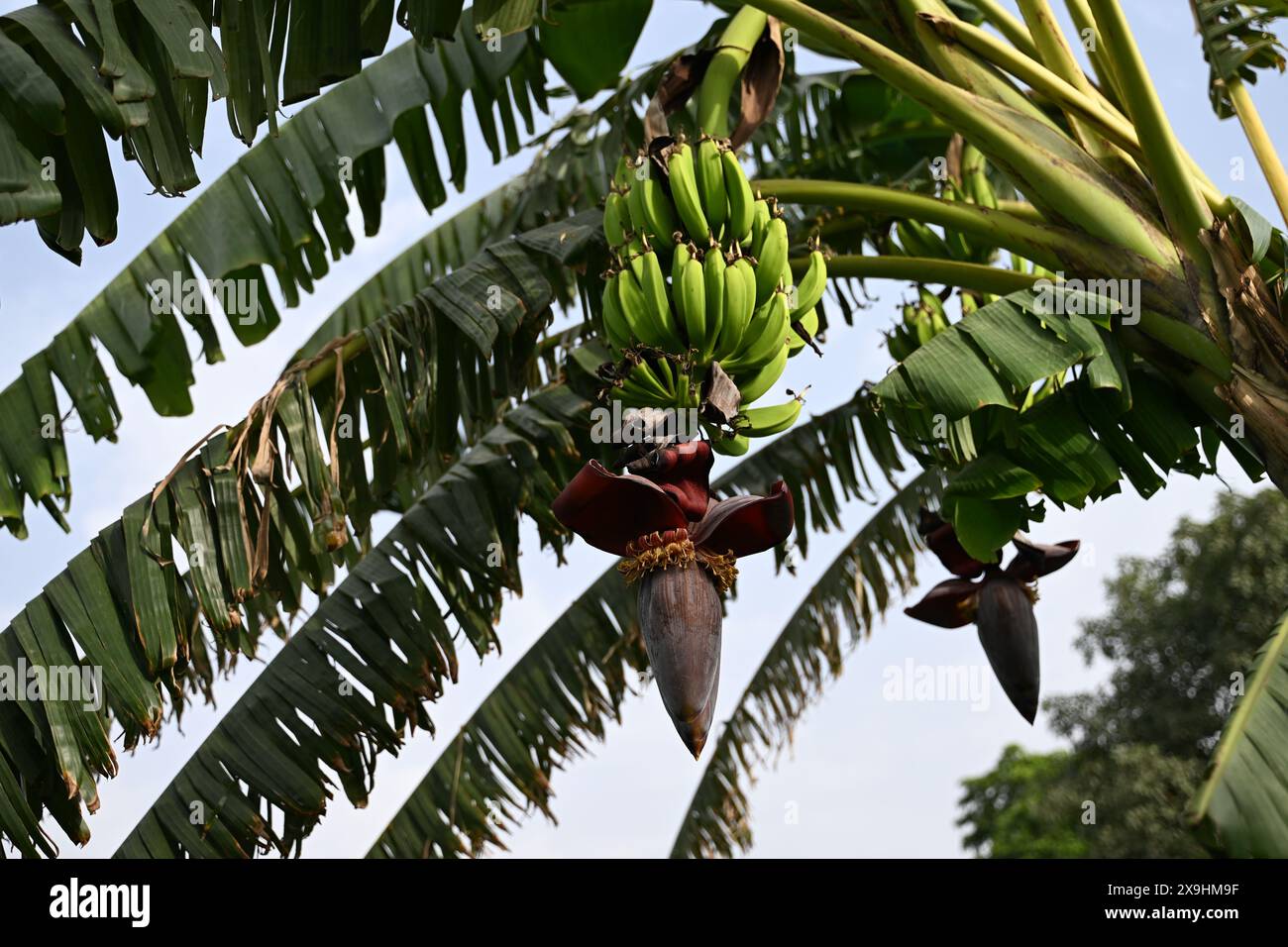 A banana tree, its broad leaves gleaming, supports a weight of green ...