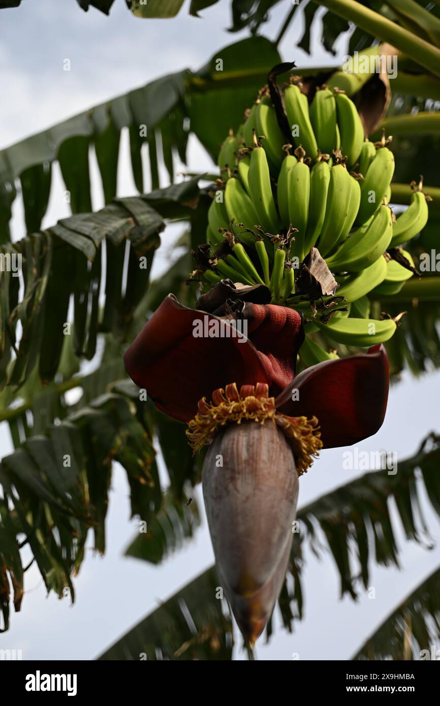 Banana tree high resolution hi-res stock photography and images - Alamy