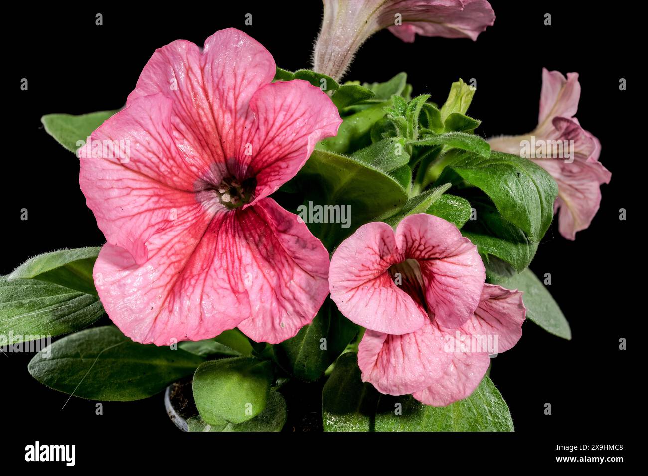 Petunia hybrid grandiflora limbo hi-res stock photography and images ...