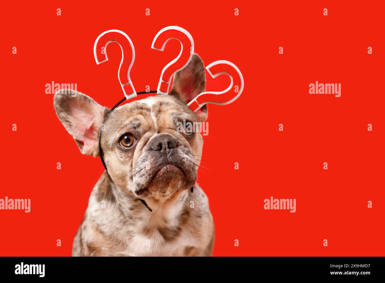 French Bulldog dog with headband with question marks on red background ...
