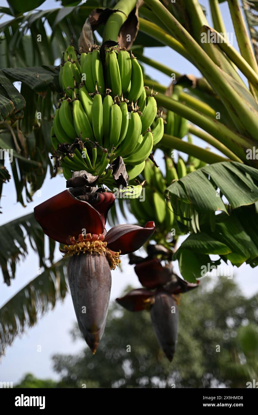 A banana tree, its broad leaves gleaming, supports a weight of green ...