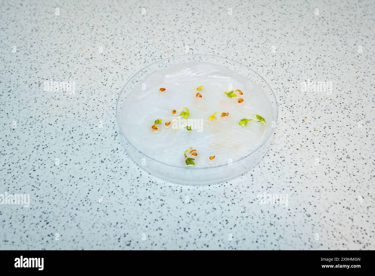Seeds of cress (Lepidium sativum) sprouted on a petri dish during a ...