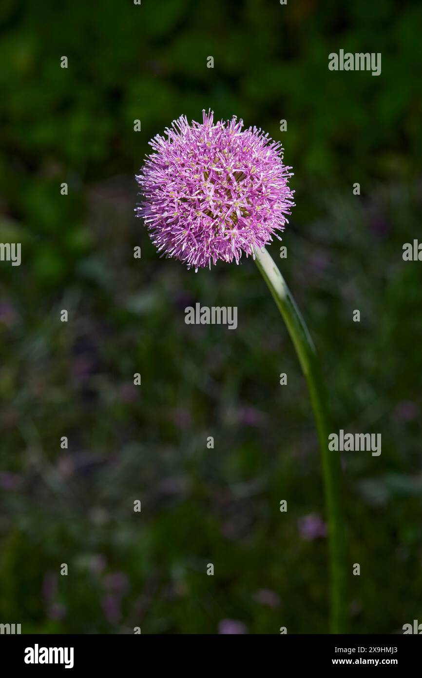 Close up view of a giant onion (Allium giganteum) flower head Stock ...