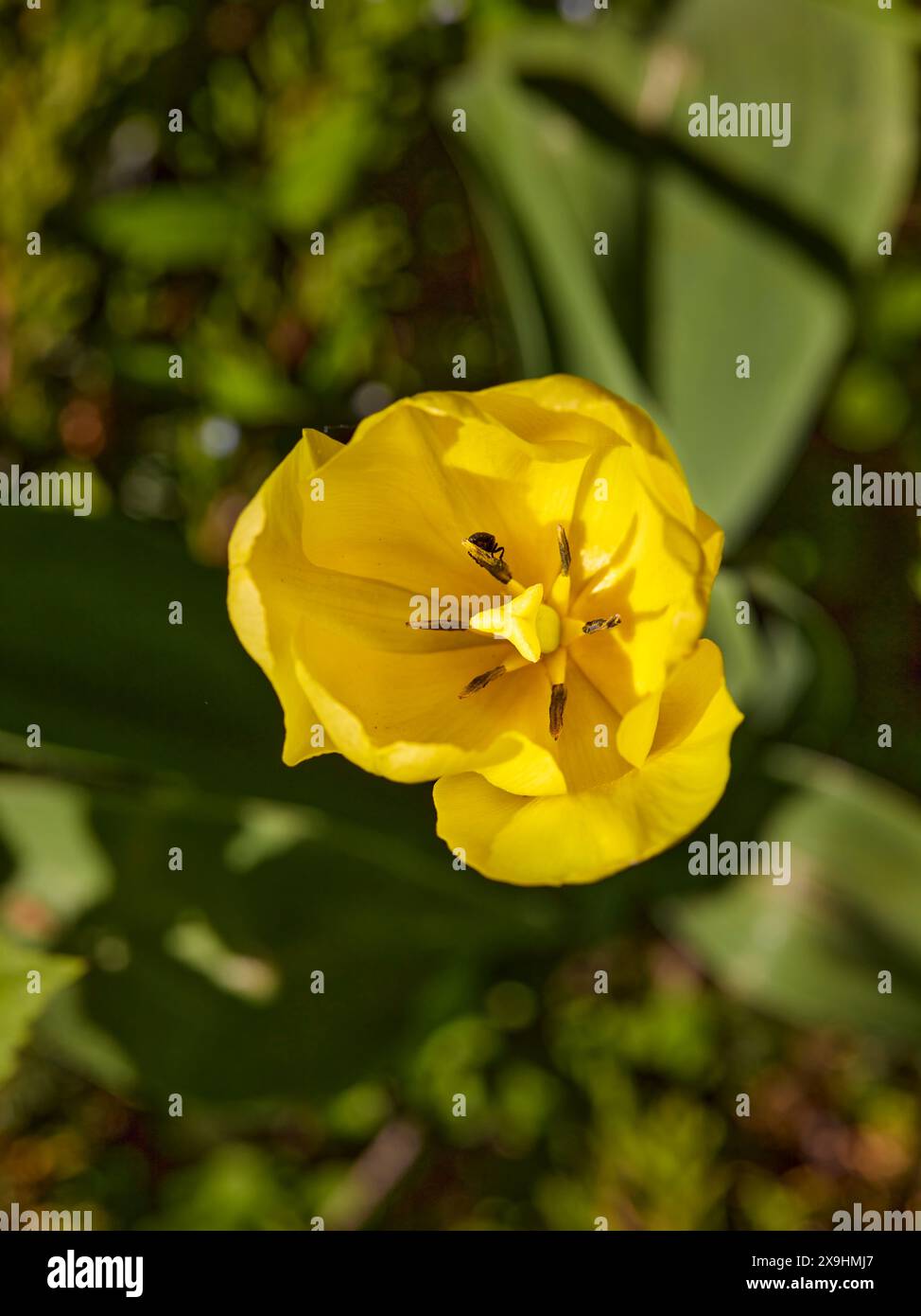 Tulip stamen pistil macro hi-res stock photography and images - Alamy