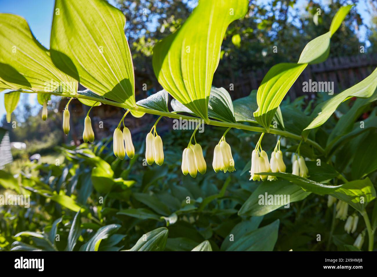 Flowering stem of a Common Solomon's seal (Polygonatum multiflorum ...