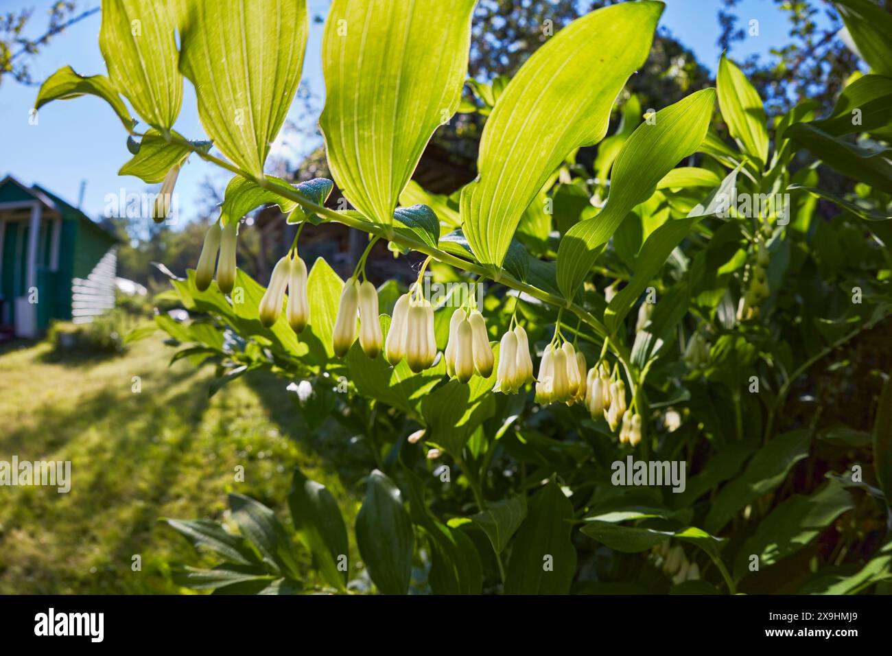 Flowering stem of a Common Solomon's seal (Polygonatum multiflorum ...
