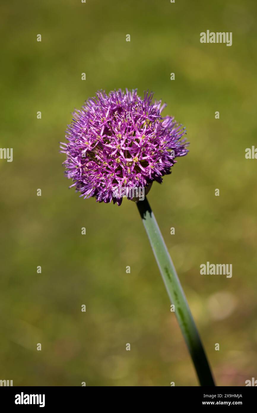Close up view of a giant onion (Allium giganteum) flower head Stock ...