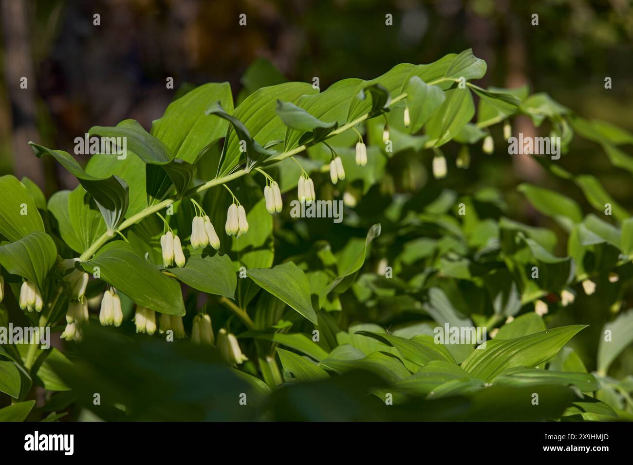 Flowering stem of a Common Solomon's seal (Polygonatum multiflorum ...