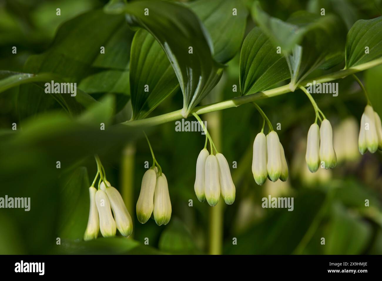 Flowering stem of a Common Solomon's seal (Polygonatum multiflorum ...