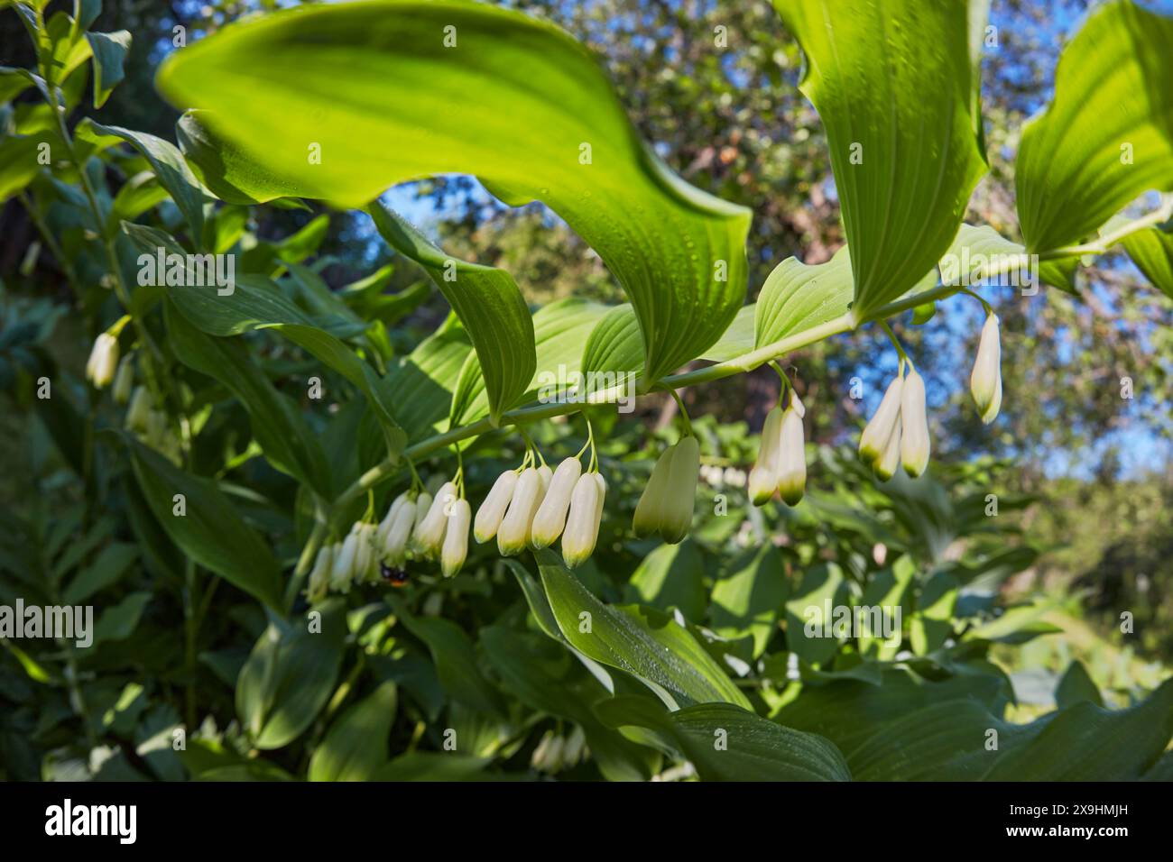Flowering stem of a Common Solomon's seal (Polygonatum multiflorum ...