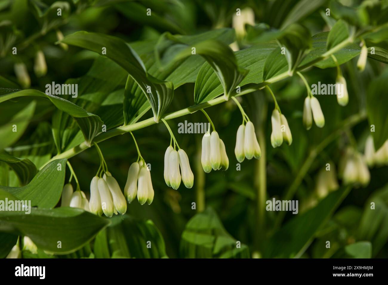 Flowering stem of a Common Solomon's seal (Polygonatum multiflorum ...