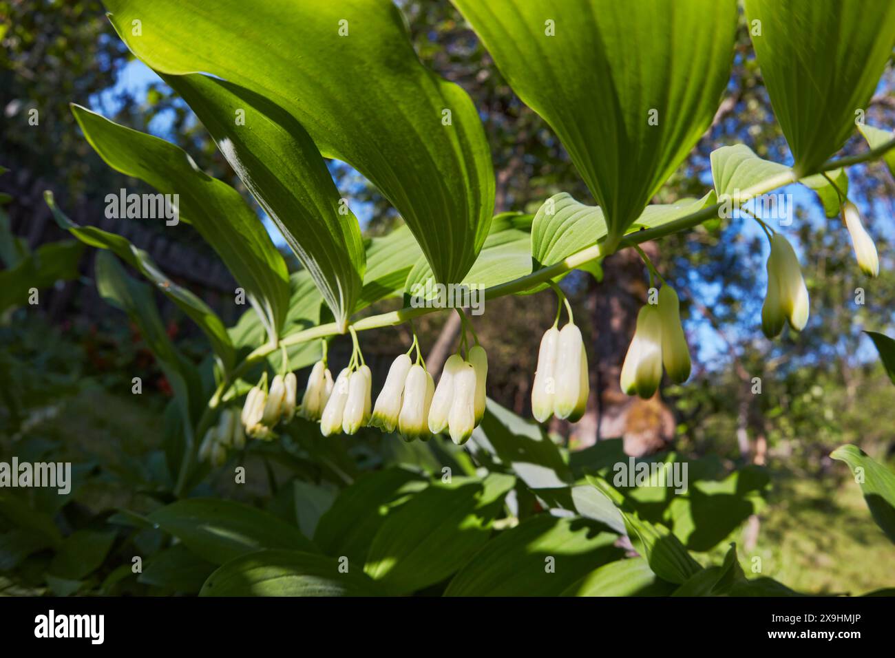 Flowering stem of a Common Solomon's seal (Polygonatum multiflorum ...