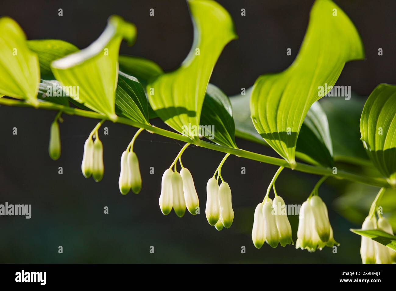 Flowering stem of a Common Solomon's seal (Polygonatum multiflorum ...
