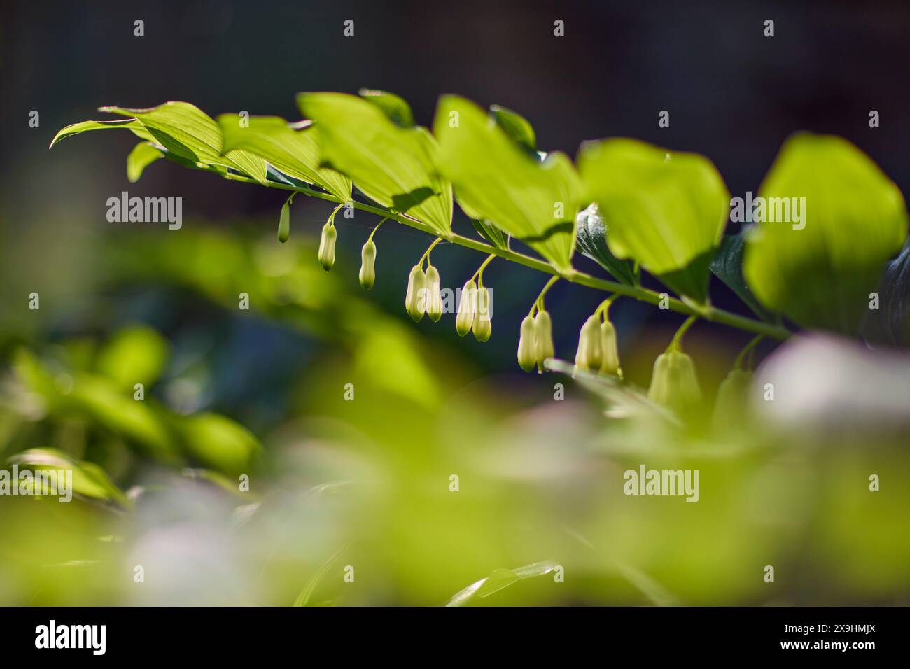 Flowering stem of a Common Solomon's seal (Polygonatum multiflorum ...
